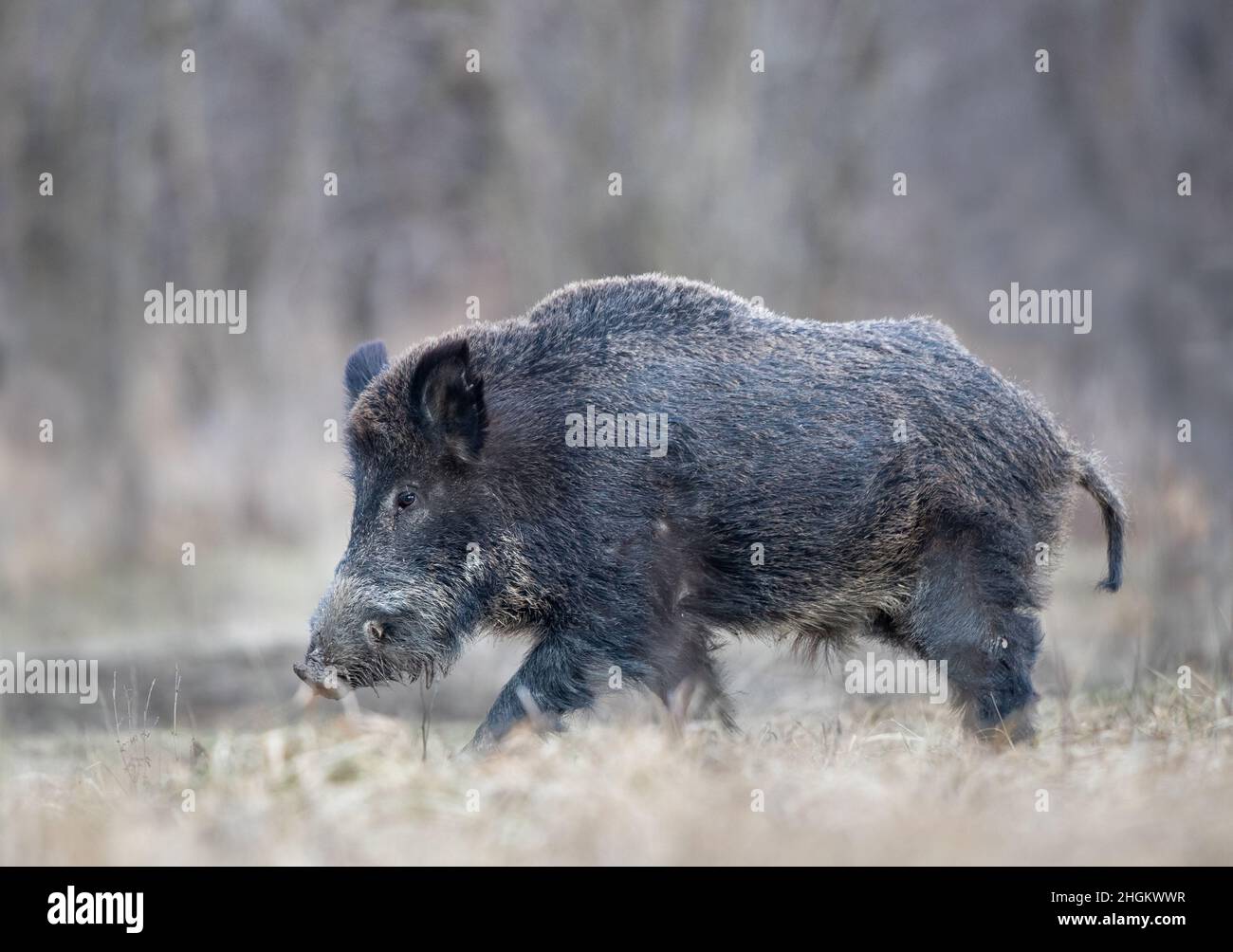 Wild boar (sus scrofa ferus) walking in forest in winter on cold day ...