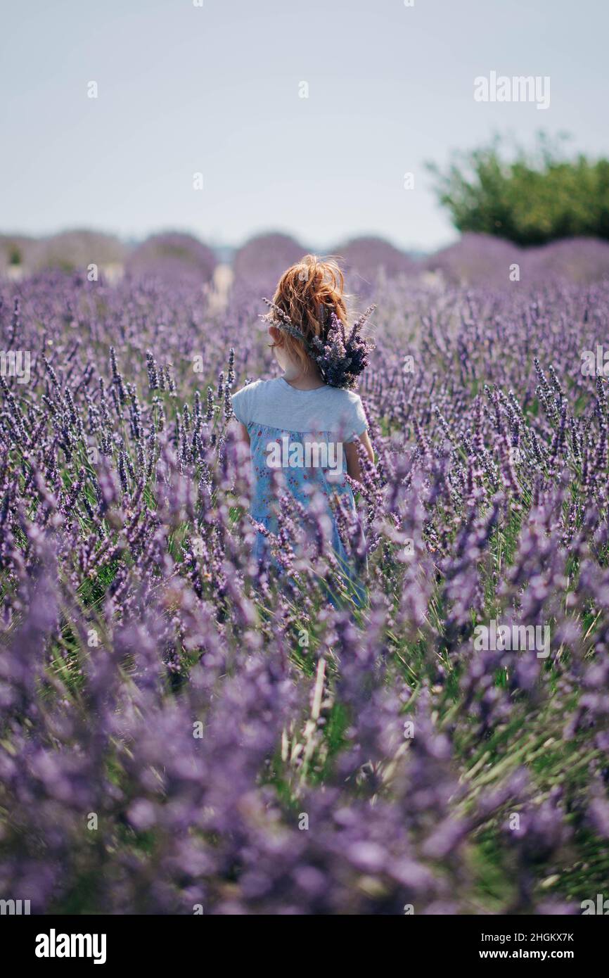 Child facing away from the camera in a lavender field, holding picked ...