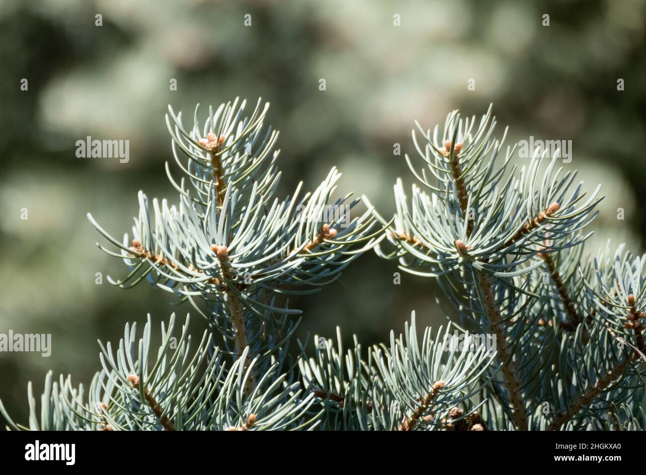 Evergreen pine tree hi-res stock photography and images - Alamy