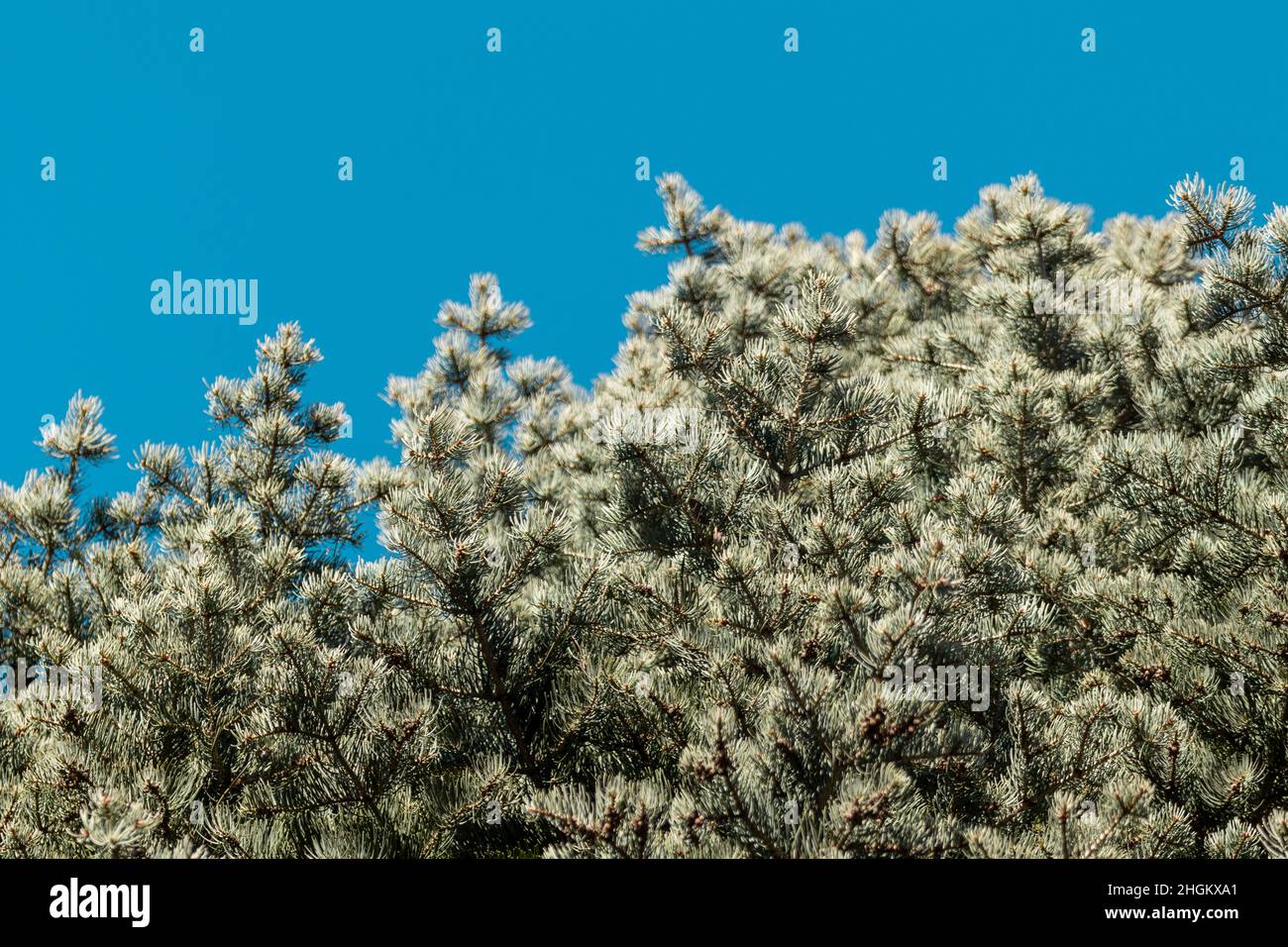 Abies concolor forest hi-res stock photography and images - Alamy