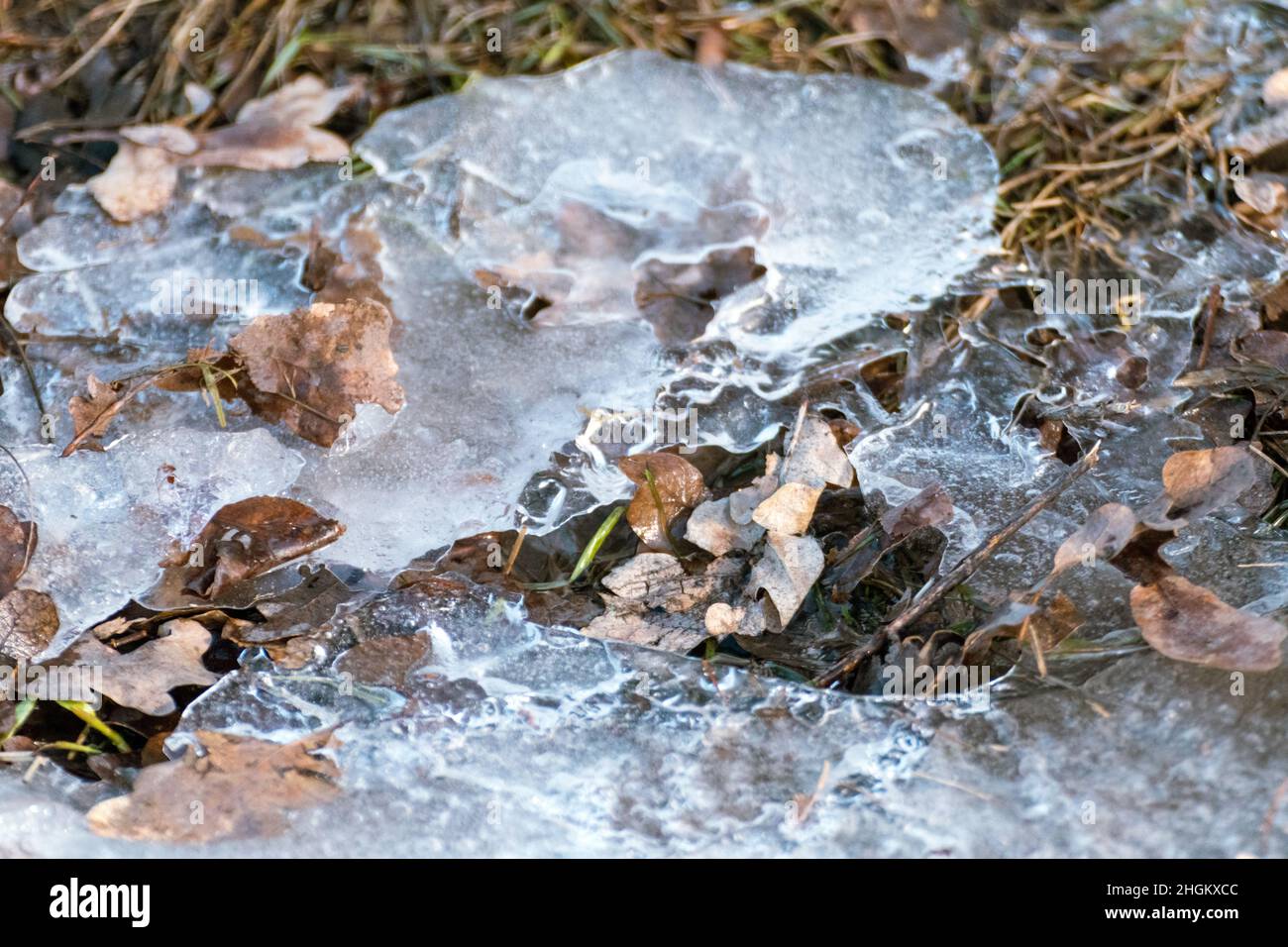 White melting shining clear ice close-up sparkling in fallen dry leaves ...