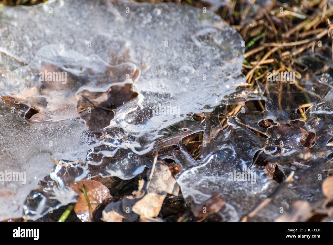 Transparent melting shining clear ice close-up sparkling in fallen dry ...