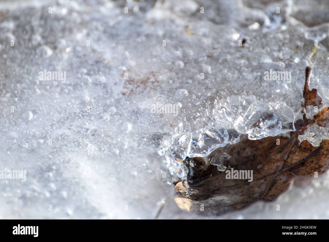 White melting shining clear ice close-up macro sparkling in fallen dry ...