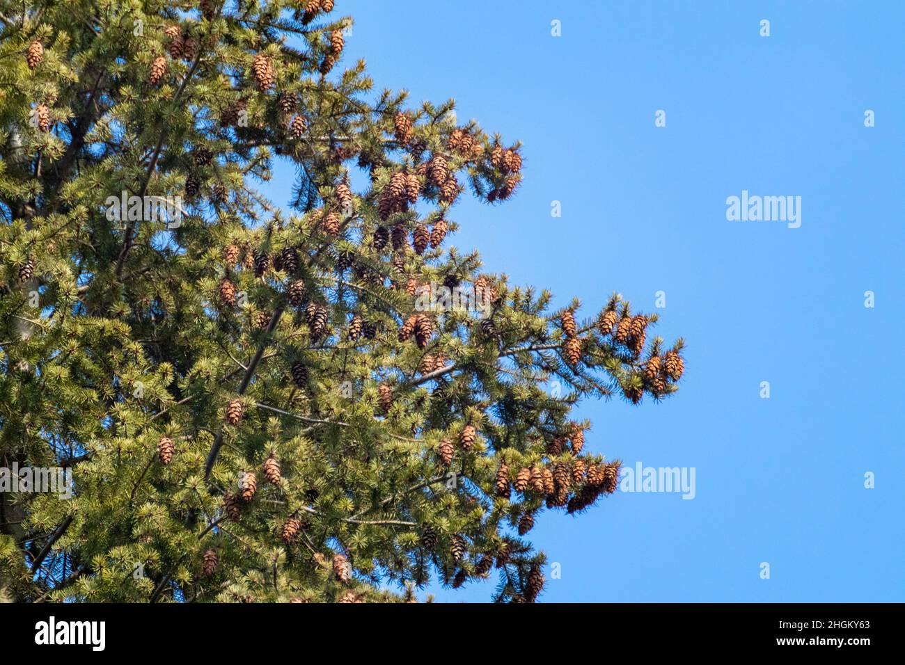 Green pine tree fur with pinecones on sunny blue sky background ...