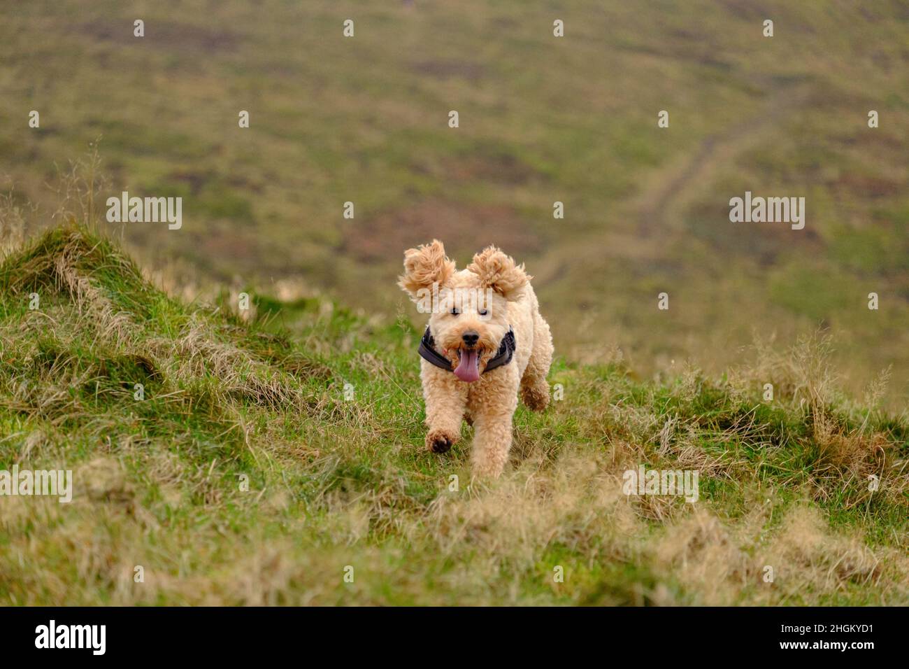 Adorable cockapoo hi-res stock photography and images - Alamy