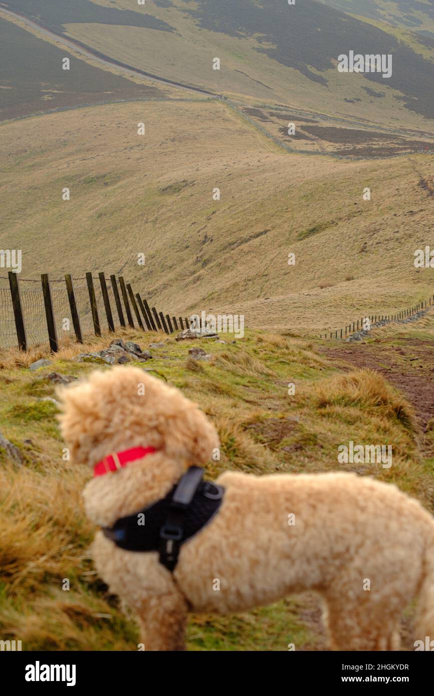 Happy cockapoo hi-res stock photography and images - Alamy