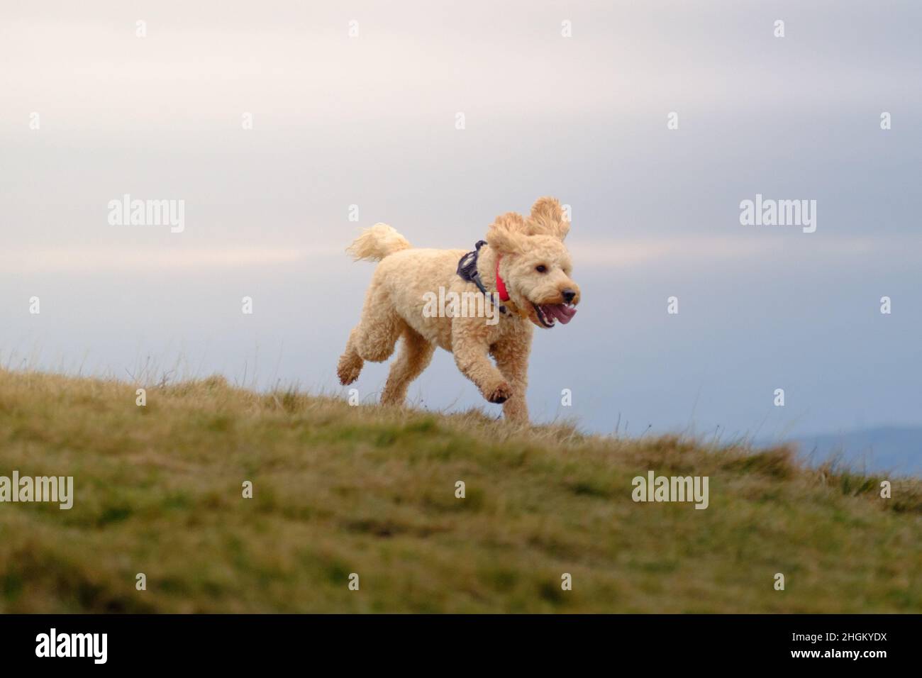 Adorable cockapoo hi-res stock photography and images - Alamy