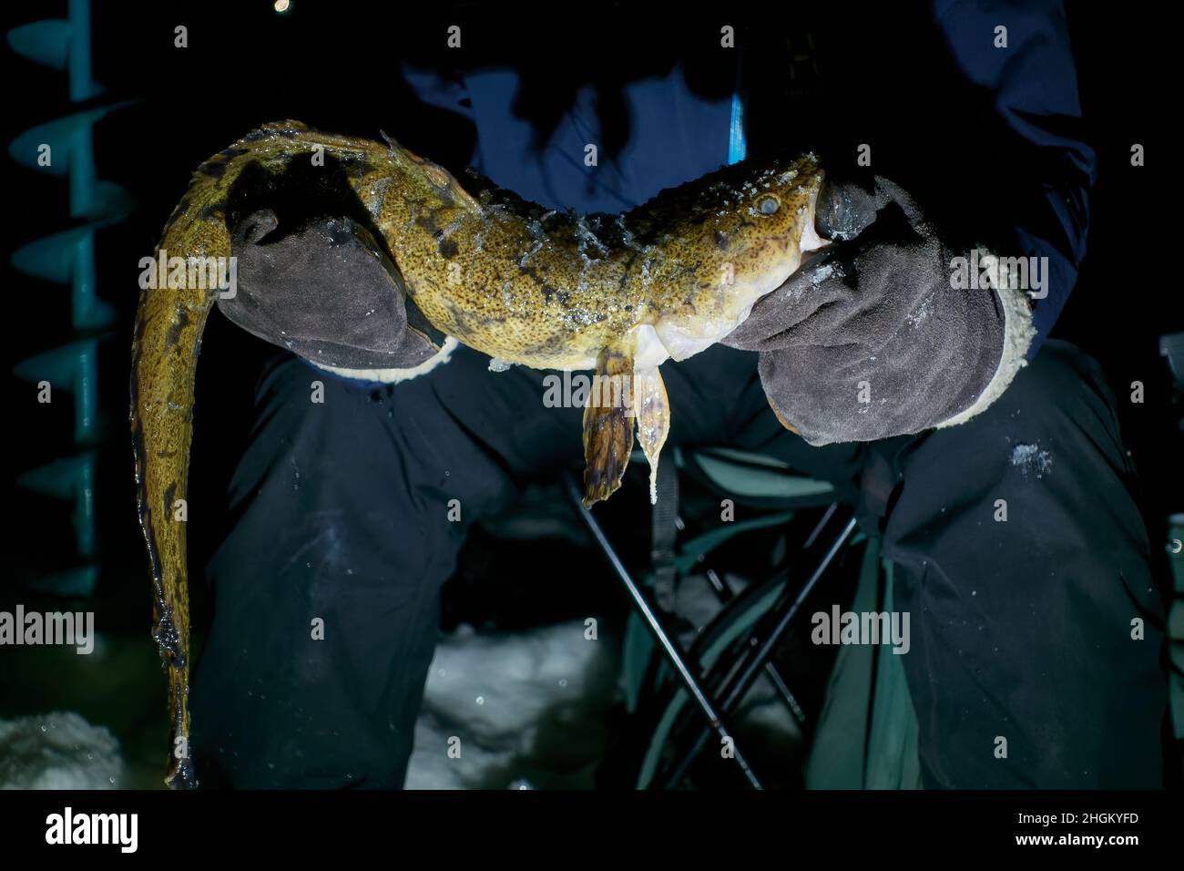 Freshwater ling hi-res stock photography and images - Alamy