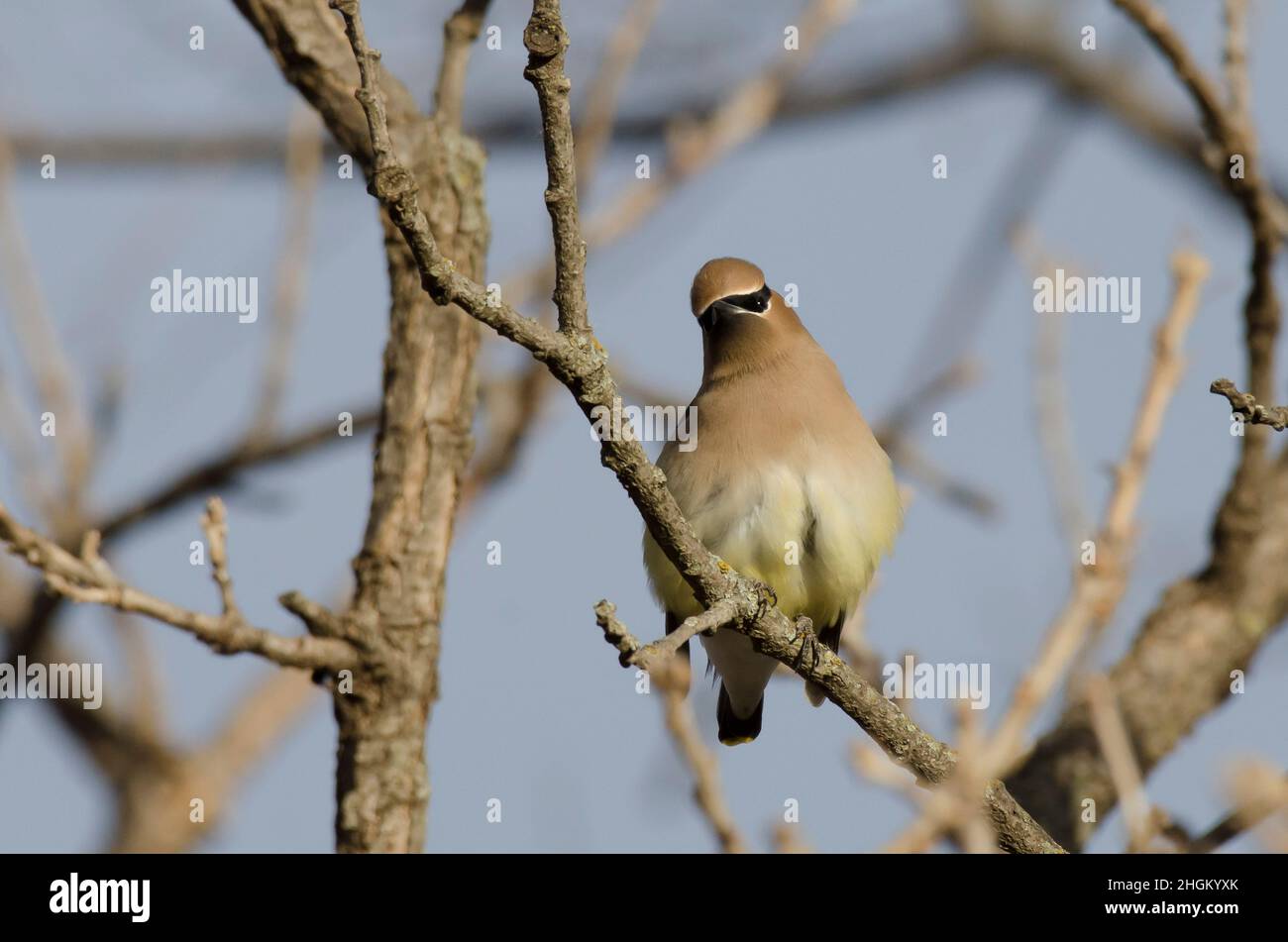 Cedar Waxwing, Bombycilla cedrorum Stock Photo - Alamy