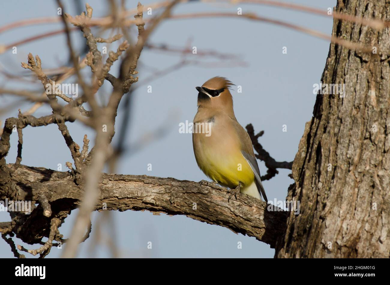 Cedar Waxwing, Bombycilla cedrorum Stock Photo - Alamy