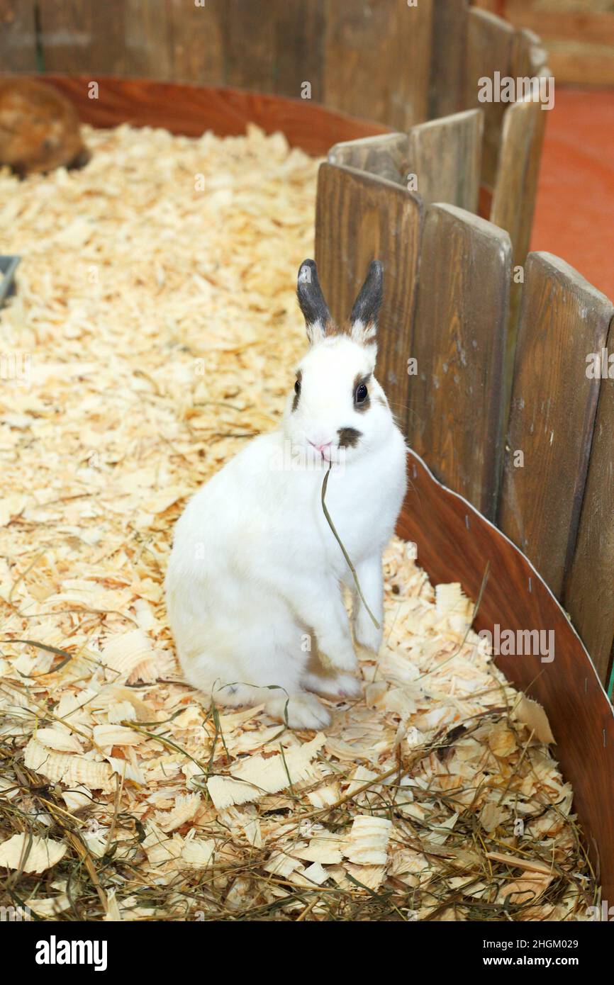 Cute animals little rabbit hi-res stock photography and images - Alamy