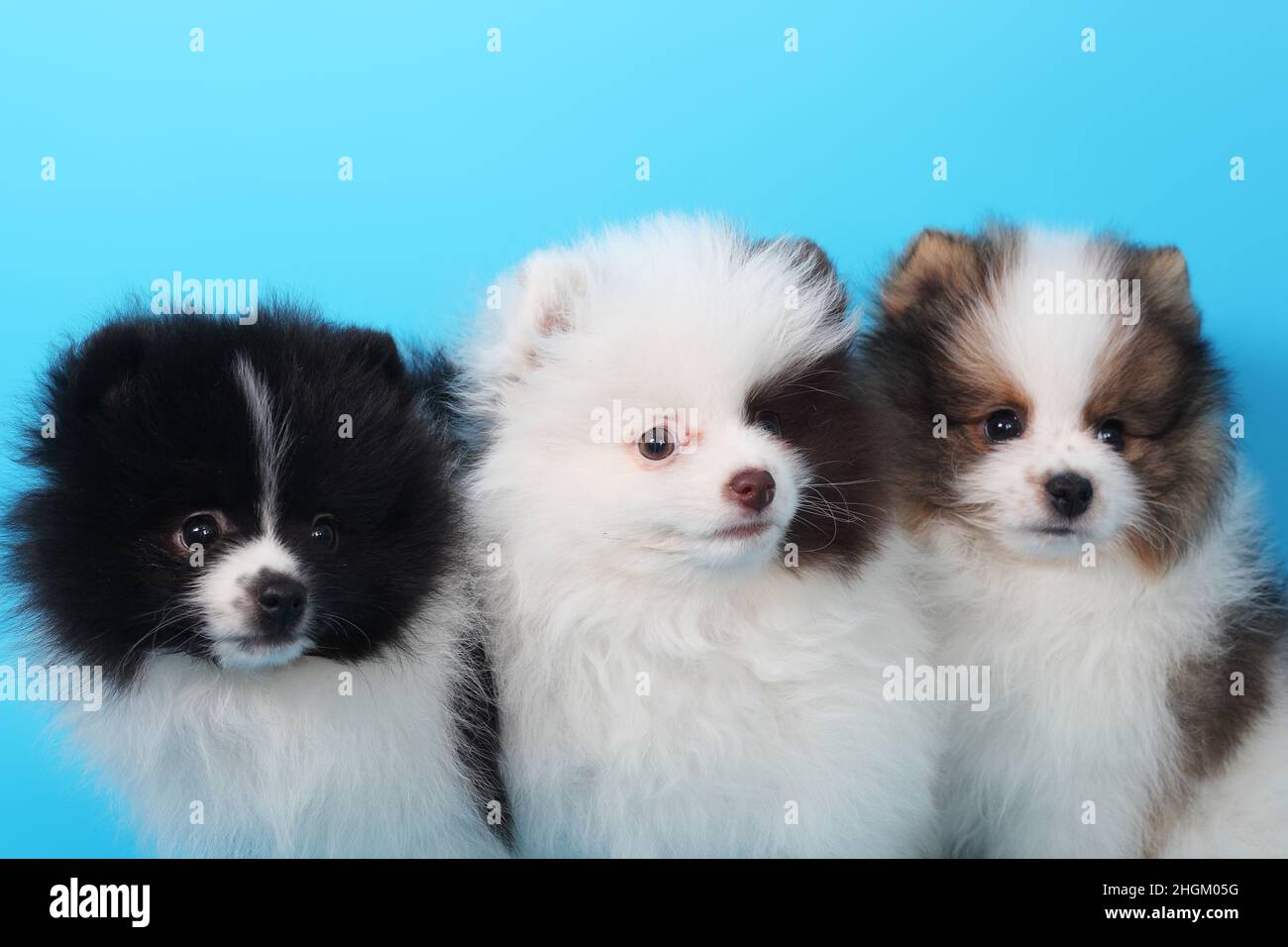 three cute little spitz puppies closeup Stock Photo - Alamy