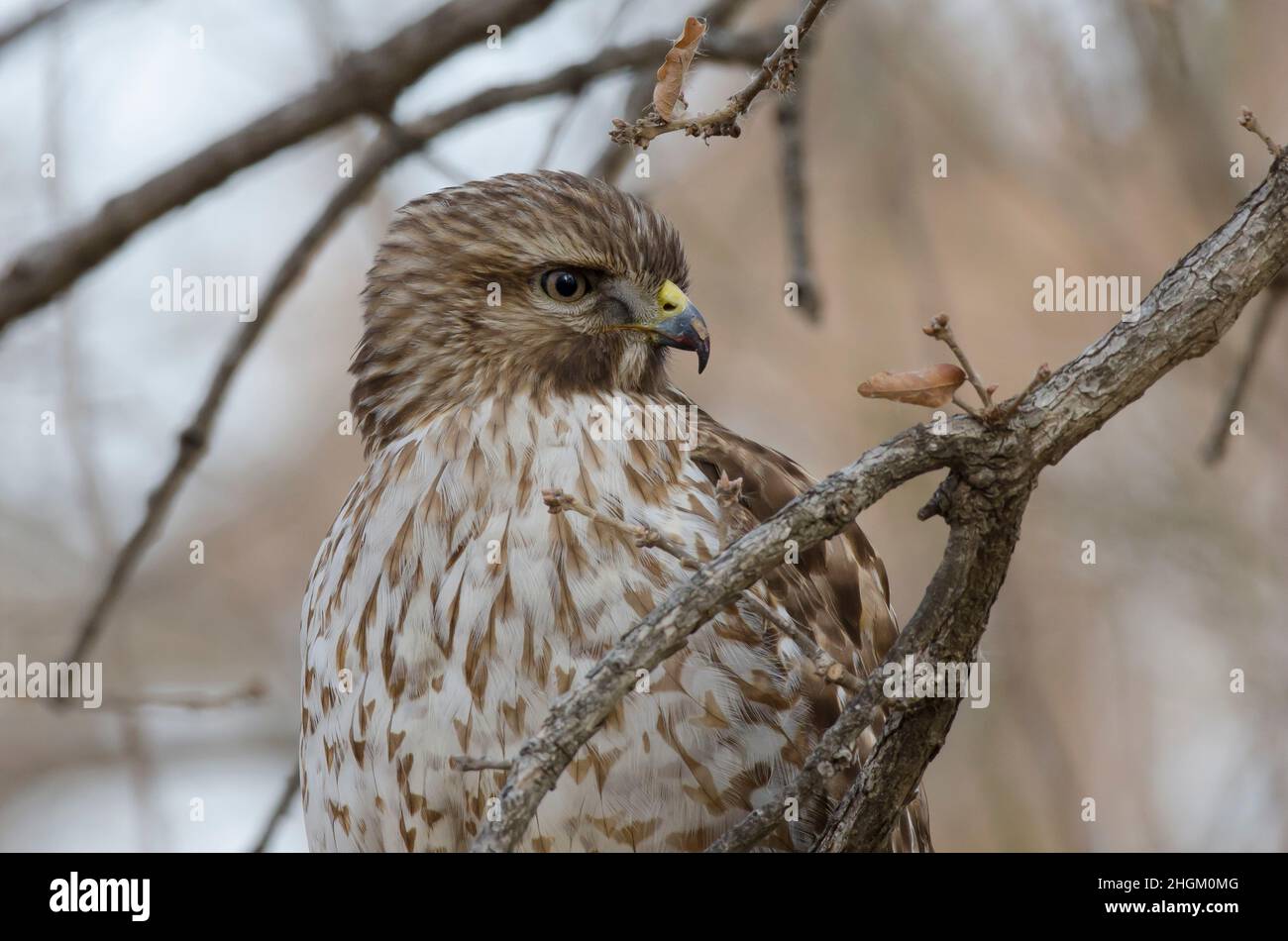 Red-shouldered Hawk, Buteo lineatus, immature Stock Photo - Alamy