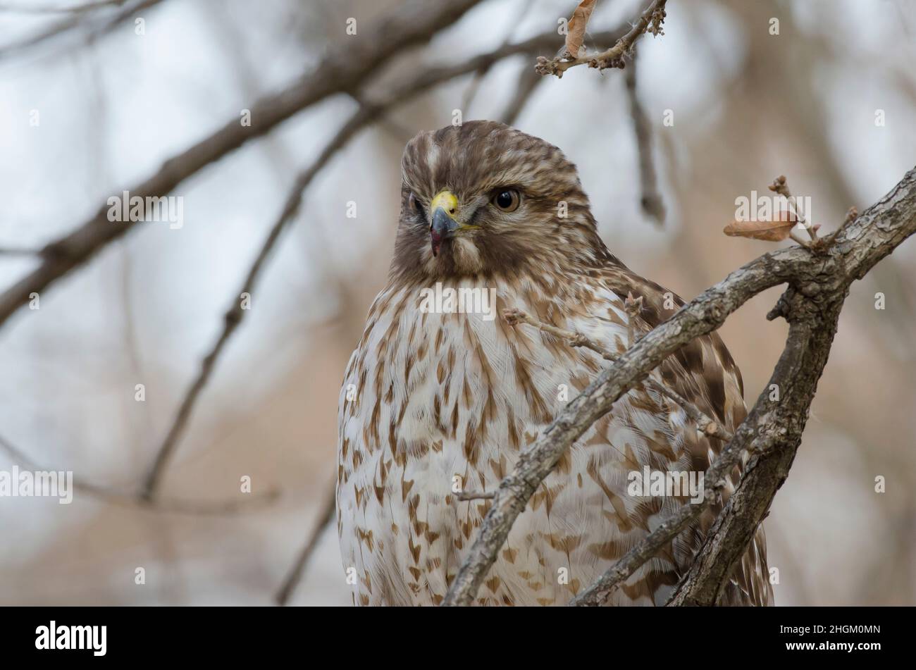 Red-shouldered Hawk, Buteo lineatus, immature Stock Photo - Alamy