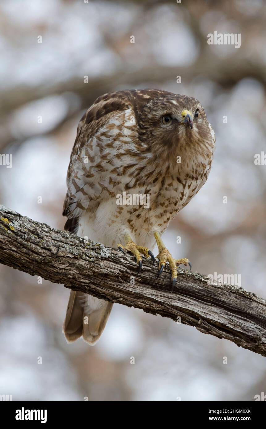 Red-shouldered Hawk, Buteo lineatus, immature Stock Photo - Alamy