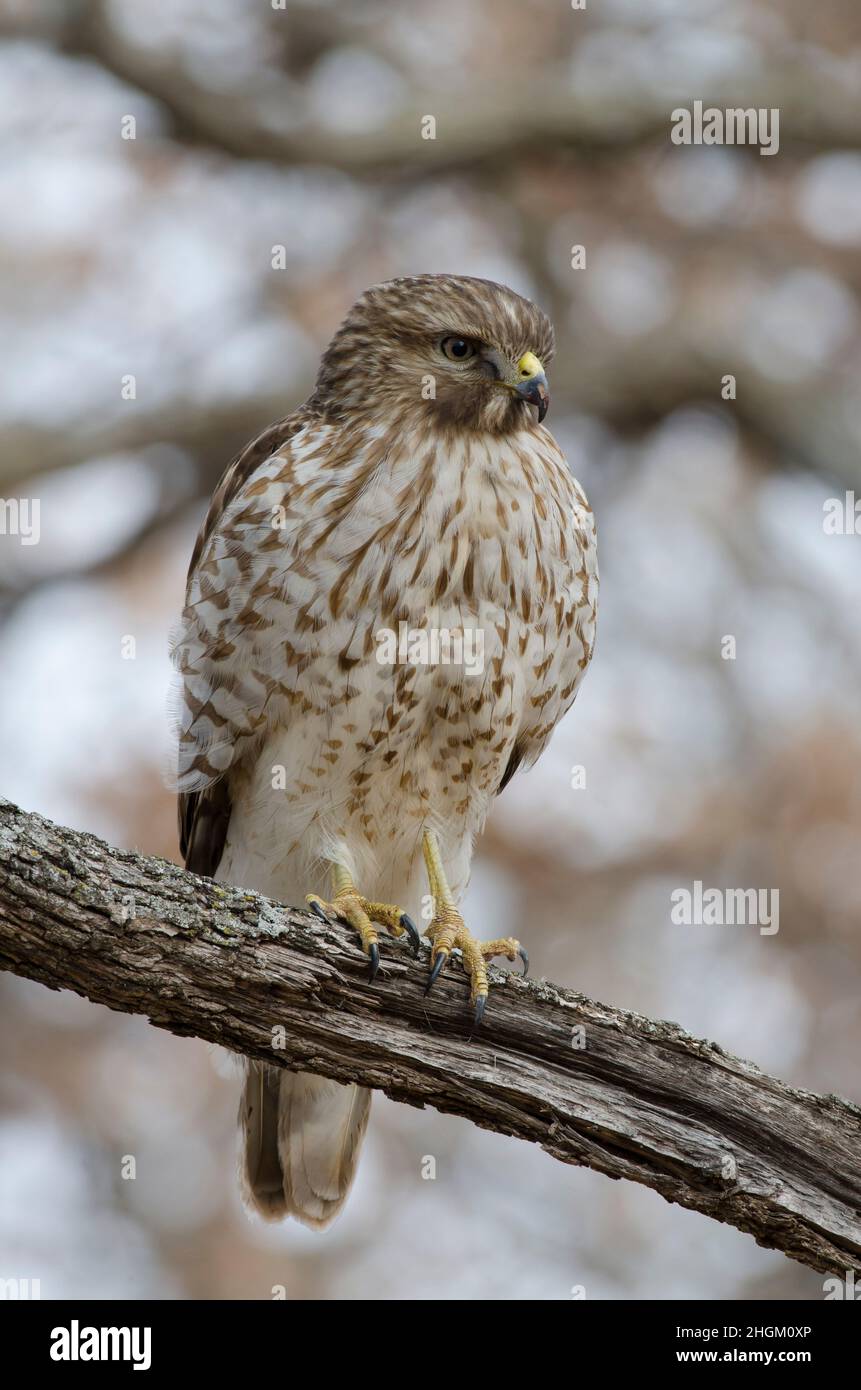 Red-shouldered Hawk, Buteo lineatus, immature Stock Photo - Alamy