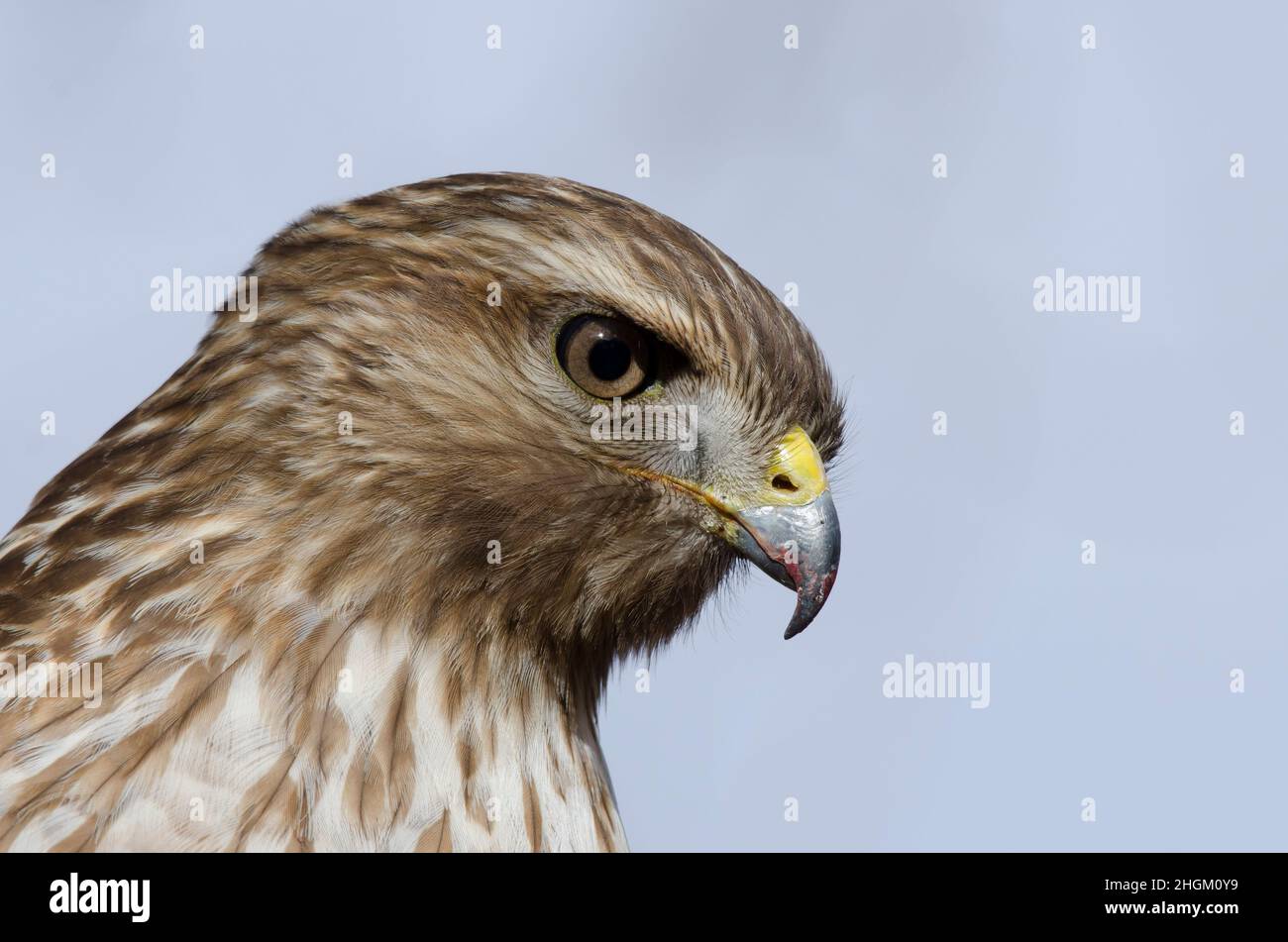 Red-shouldered Hawk, Buteo lineatus, immature portrait Stock Photo - Alamy