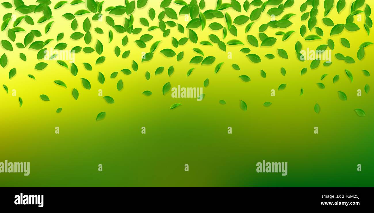 Falling green leaves. Fresh tea chaotic leaves flying. Spring foliage ...