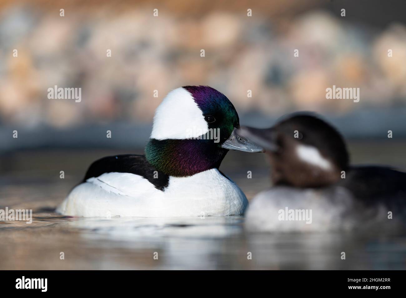 Bufflehead ducks in the winter on an icy pond Stock Photo - Alamy