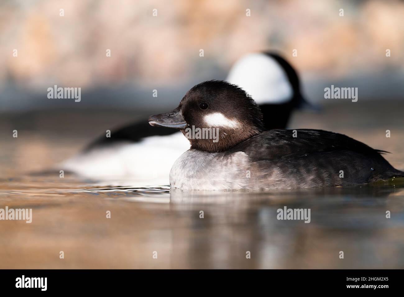 Bufflehead ducks in the winter on an icy pond Stock Photo - Alamy