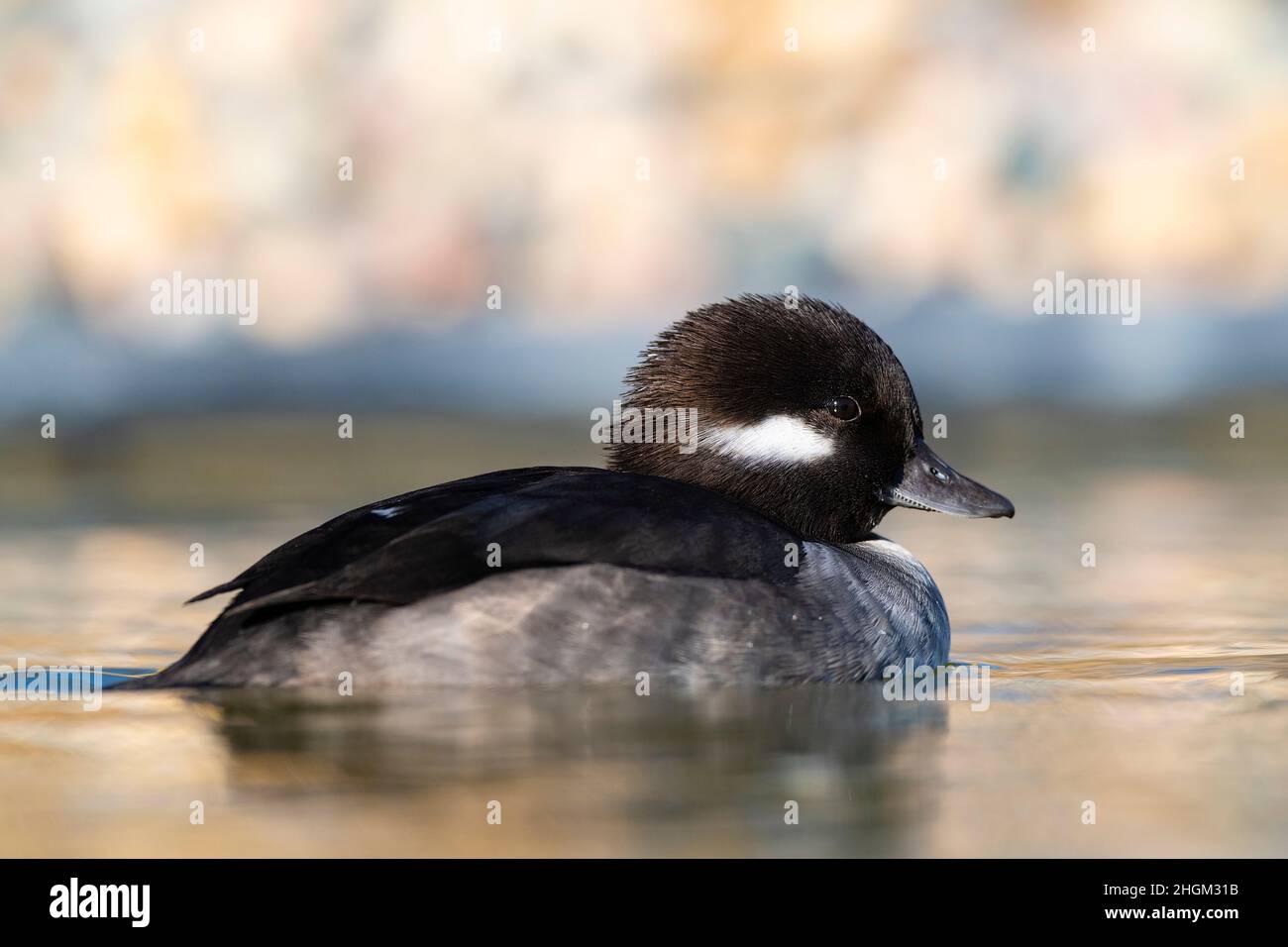 Drake and hen bufflehead hi-res stock photography and images - Alamy