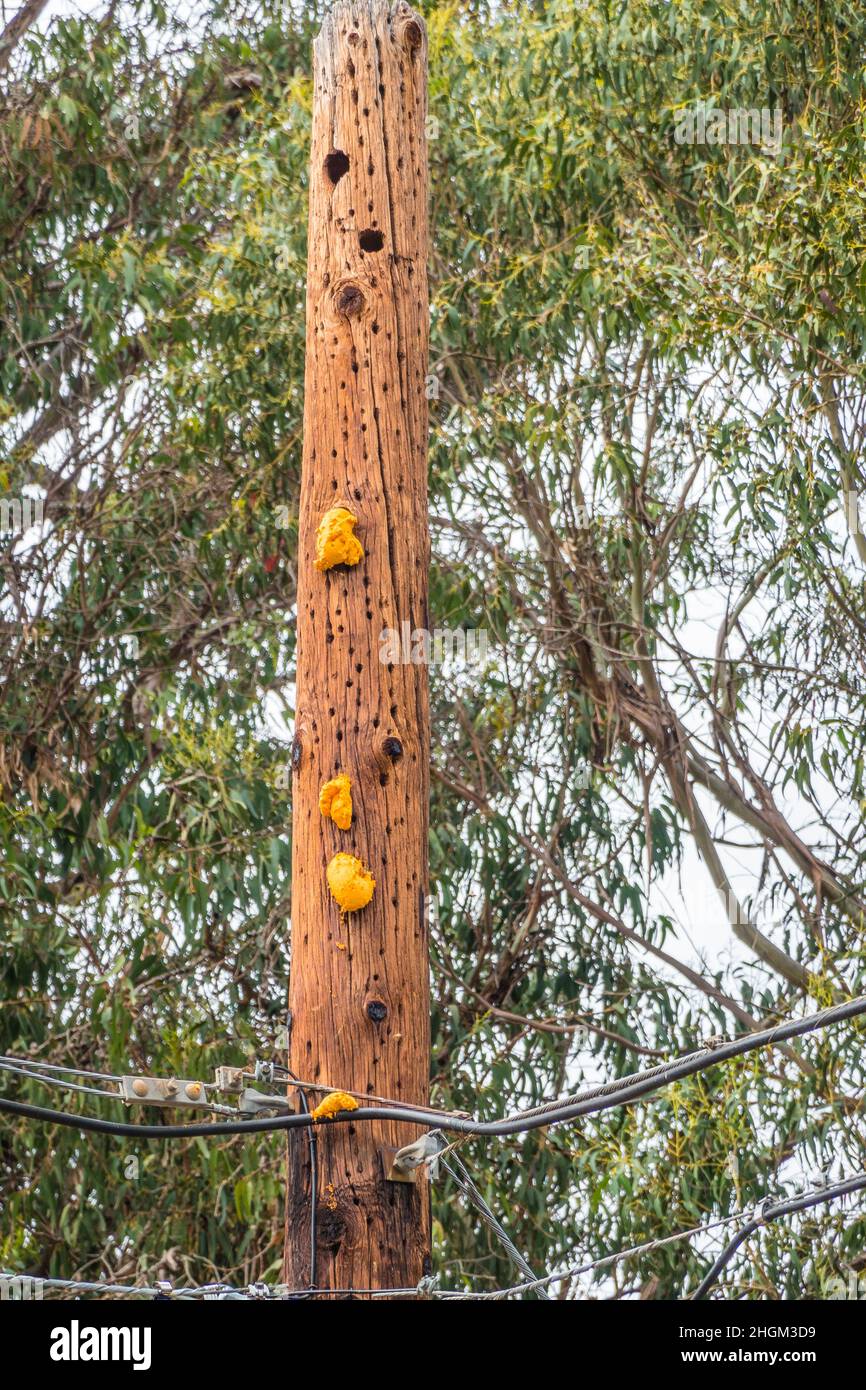 Bee nest hanging hi-res stock photography and images - Alamy