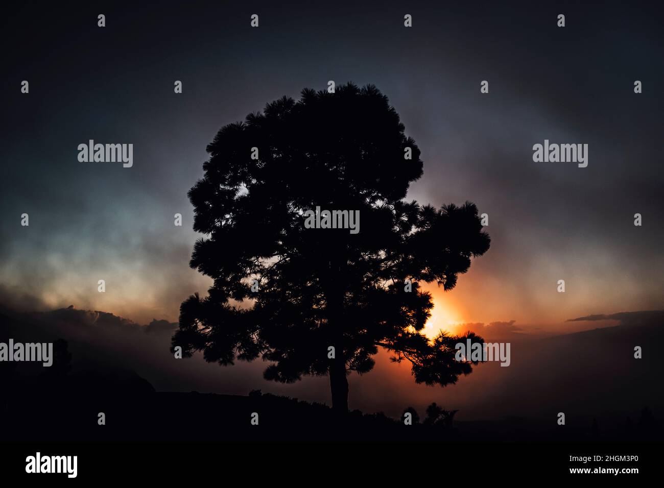 Fire colors dramatic and beautiful sunset with big trees in foreground ...