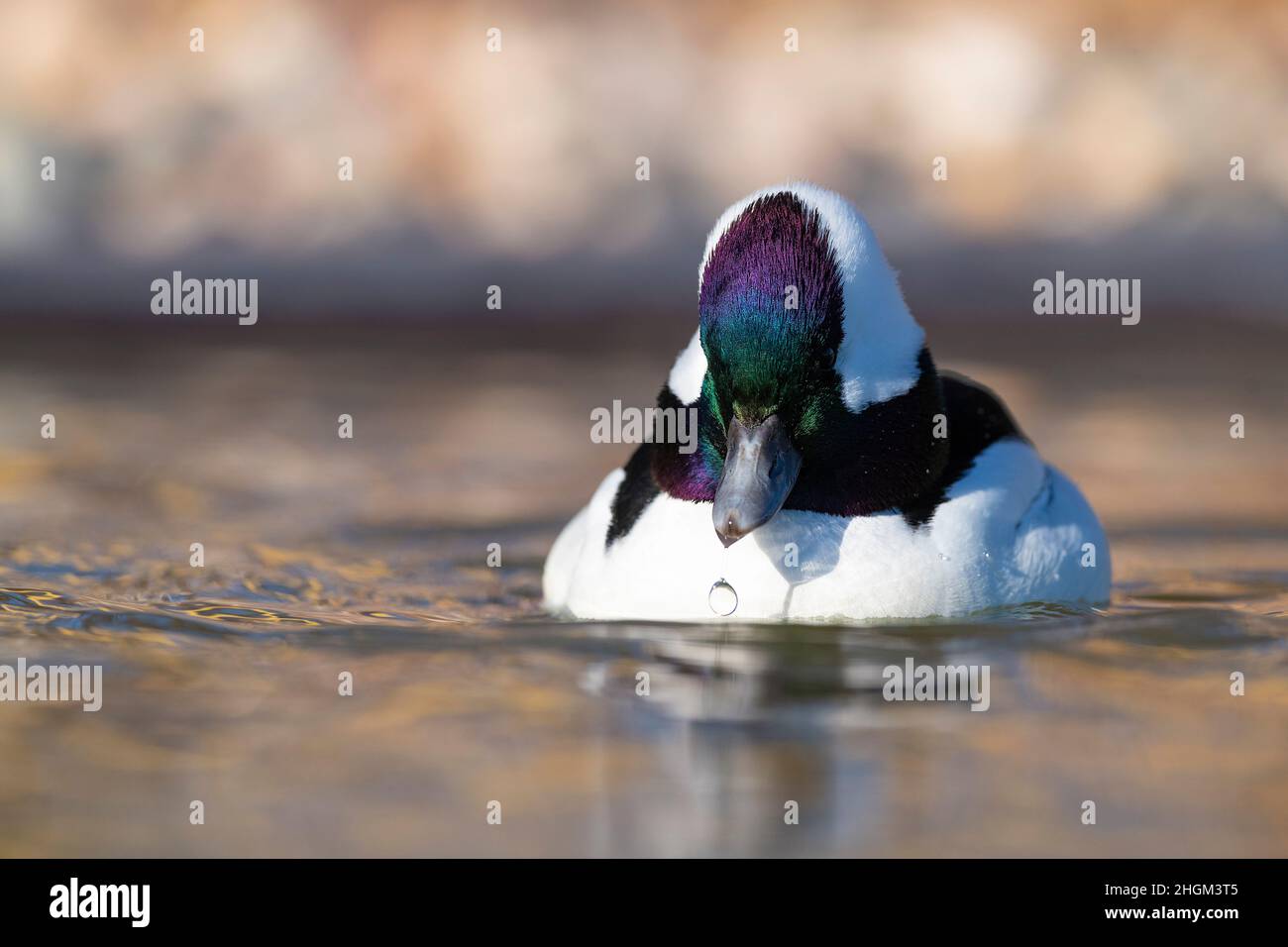 Drake and hen bufflehead hi-res stock photography and images - Alamy