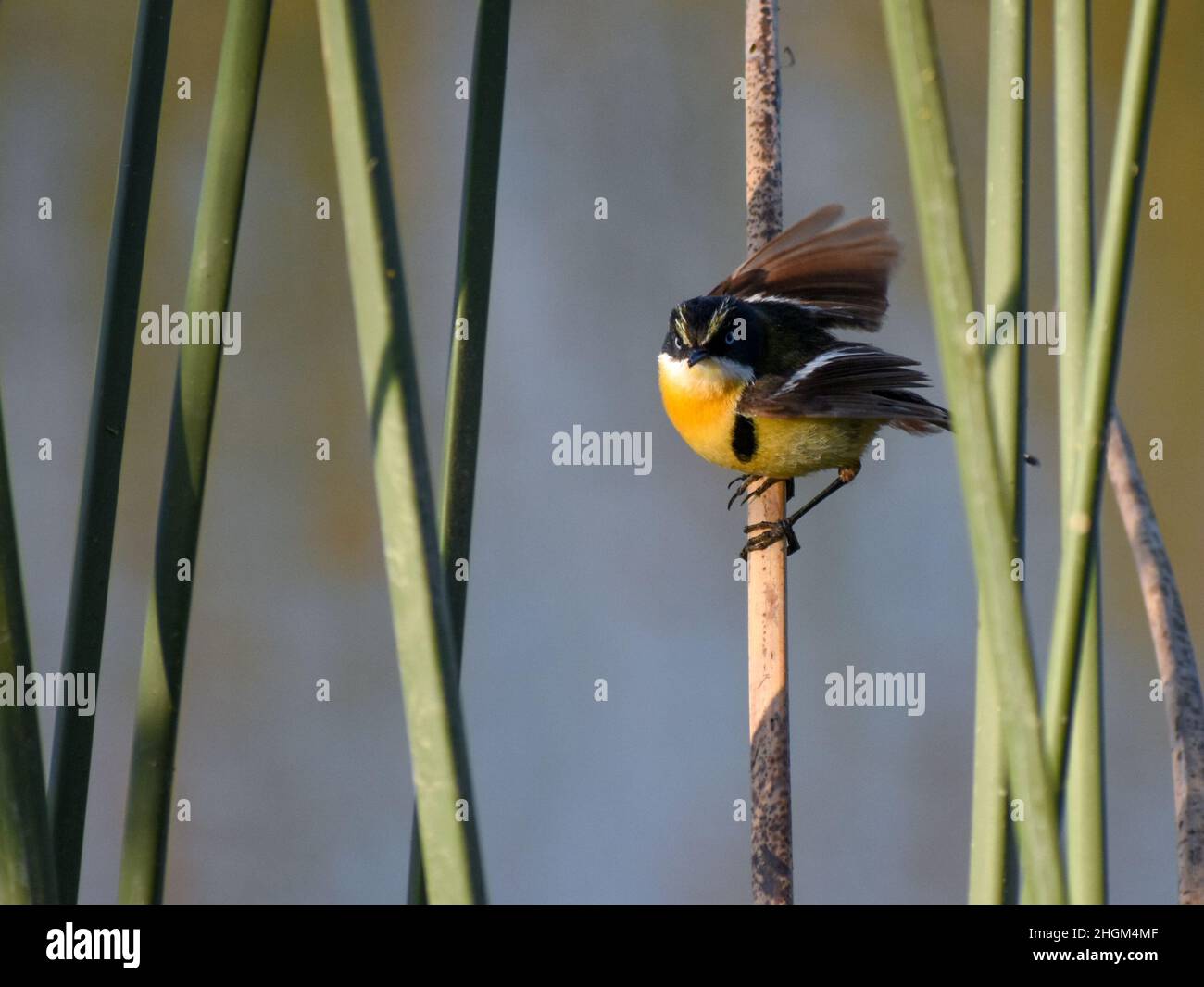 many-colored rush tyrant (Tachuris rubrigastra), a small passerine bird ...