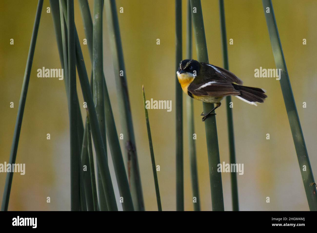 many-colored rush tyrant (Tachuris rubrigastra), a small passerine bird ...