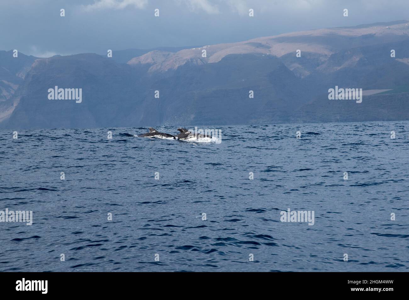 short-finned pilot whale swimming off the south coast of La Gomera in ...