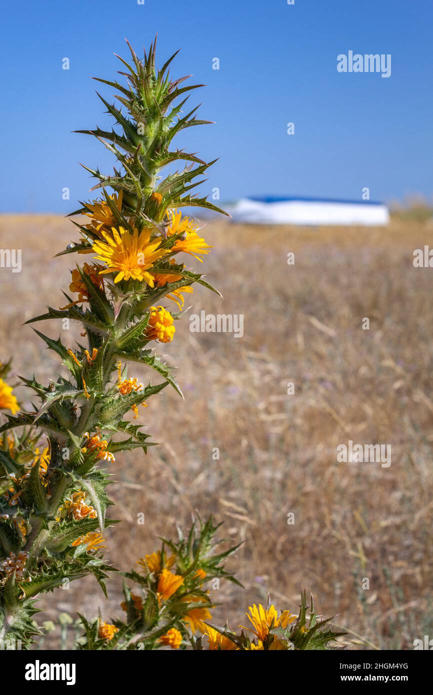 Species Scolymus hispanicus plant flower close-up, also known as Golden ...