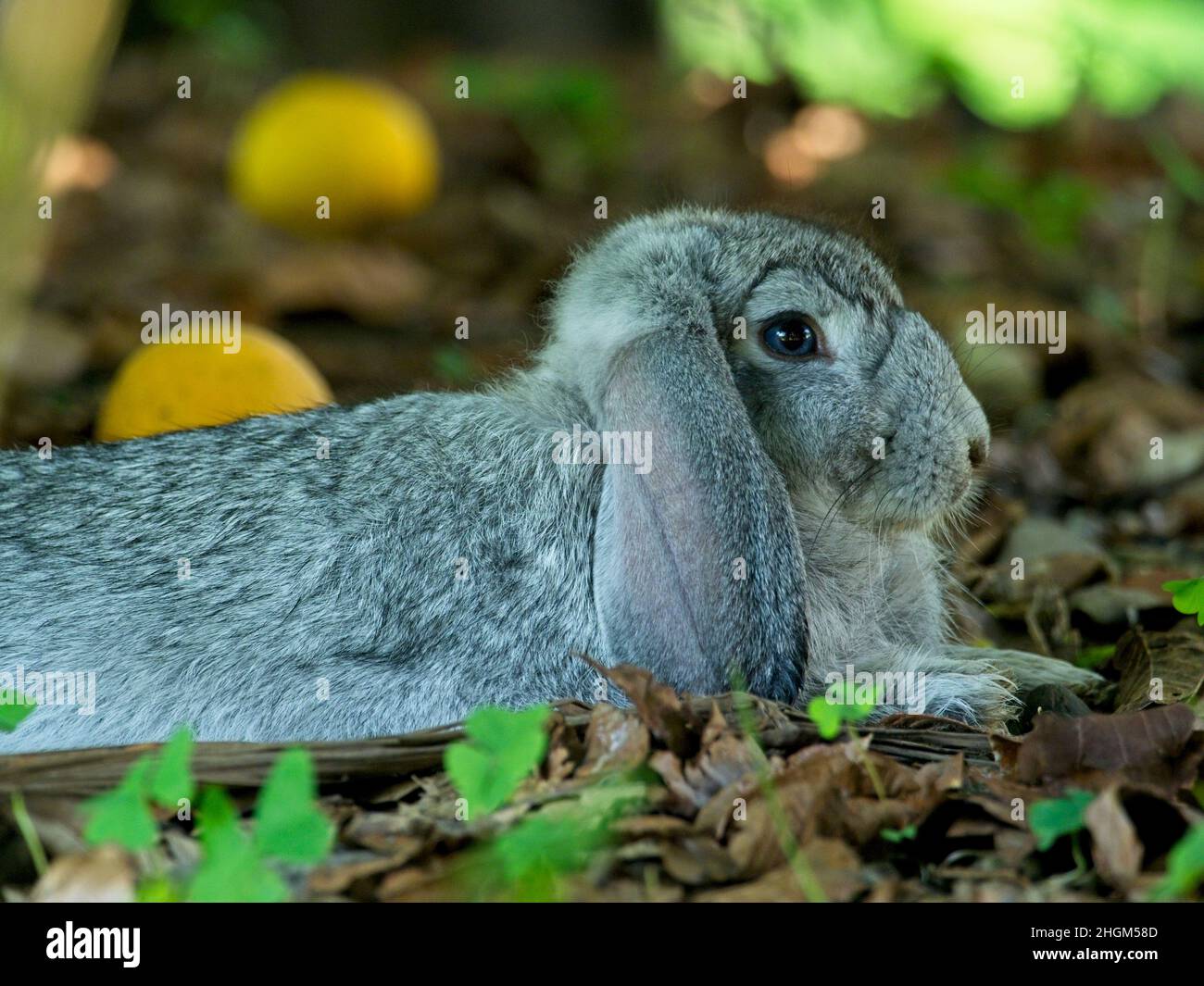 Cute furry animal ecuador hi-res stock photography and images - Alamy