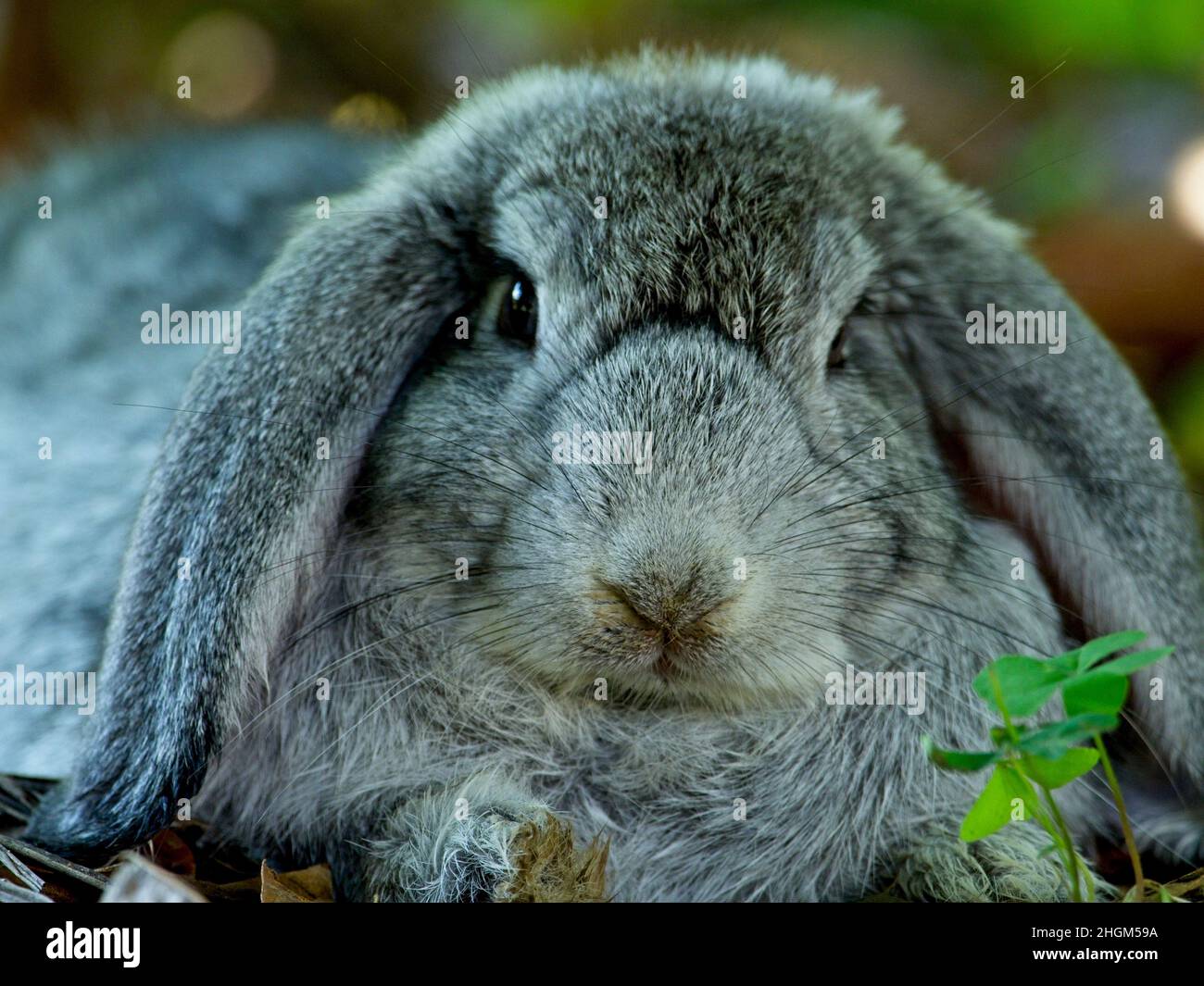 Closeup head on portrait of a cute domestic bunny rabbit (Oryctolagus ...