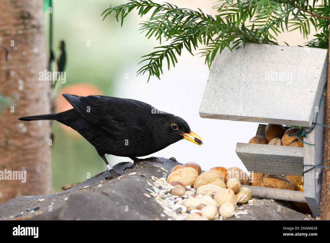 ringed blackbird at a feeding place has a grain in its beak Stock Photo ...