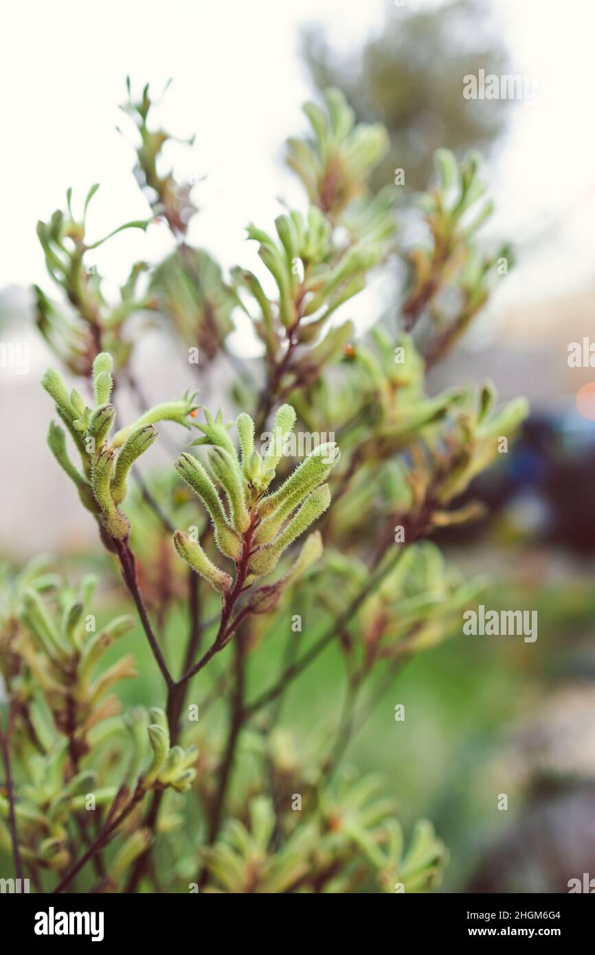 native Australian kangaroo paw plant with green yellow flowers outdoor ...
