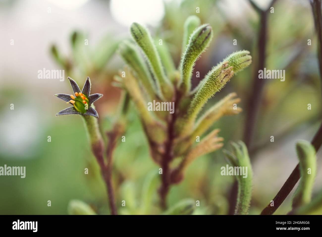 Yellow and green kangaroo paw plant hi-res stock photography and images ...