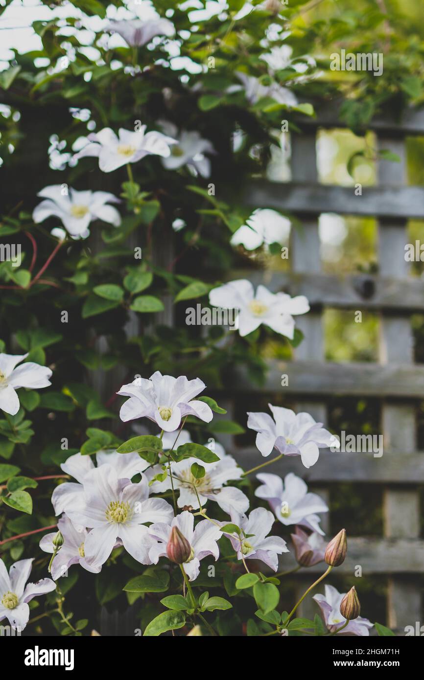close-up of white clematis vine with flowers creeping over fence and ...
