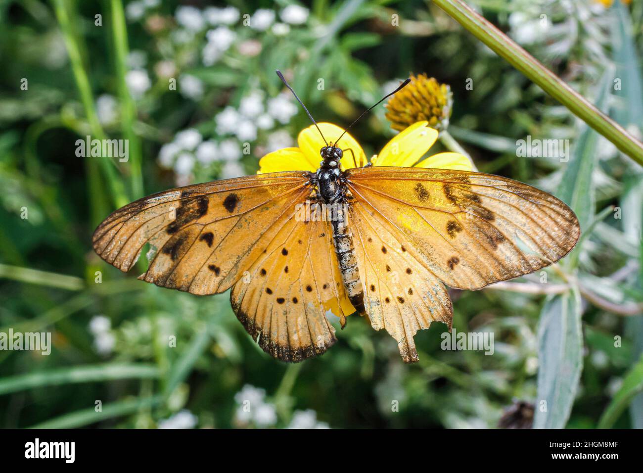 Encedon acraea butterfly hi-res stock photography and images - Alamy
