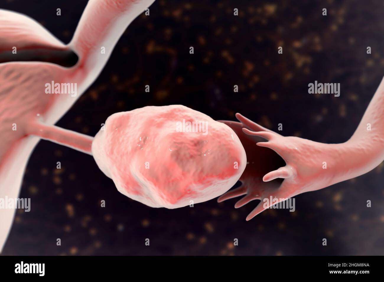 Healthy ovary and fallopian tube, illustration Stock Photo - Alamy