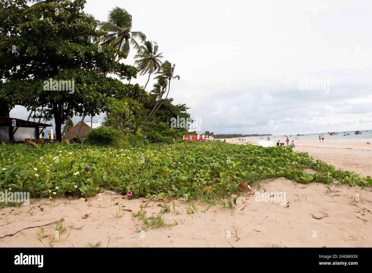 MARAGOGI, AL - 14.01.2022: ÁREA DE RESTINGA NO BRASIL - Restinga area ...