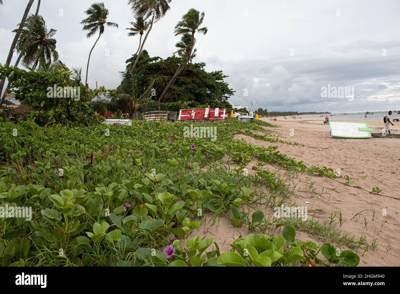 MARAGOGI, AL - 14.01.2022: ÁREA DE RESTINGA NO BRASIL - Restinga area ...
