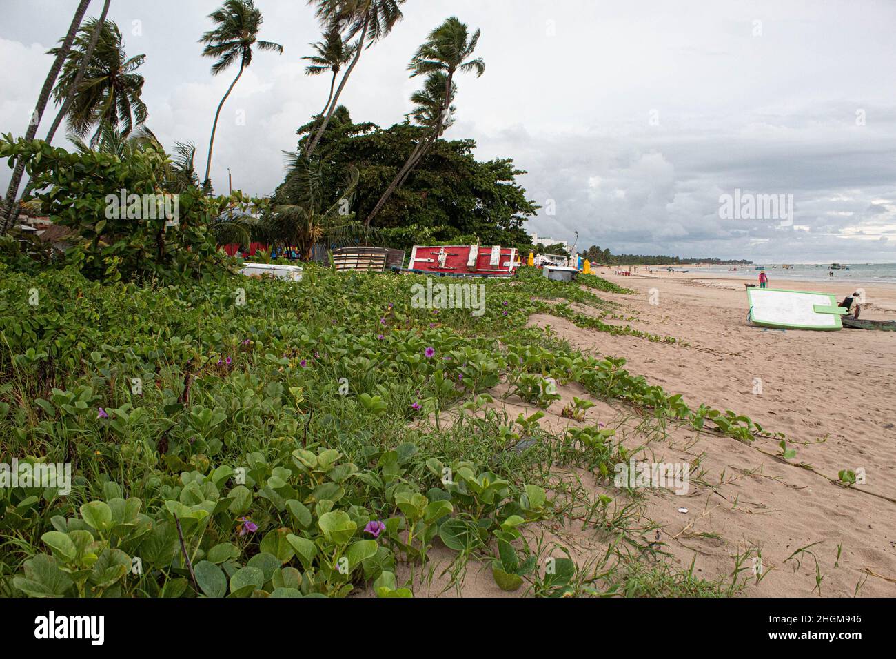 MARAGOGI, AL - 14.01.2022: ÁREA DE RESTINGA NO BRASIL - Restinga area ...