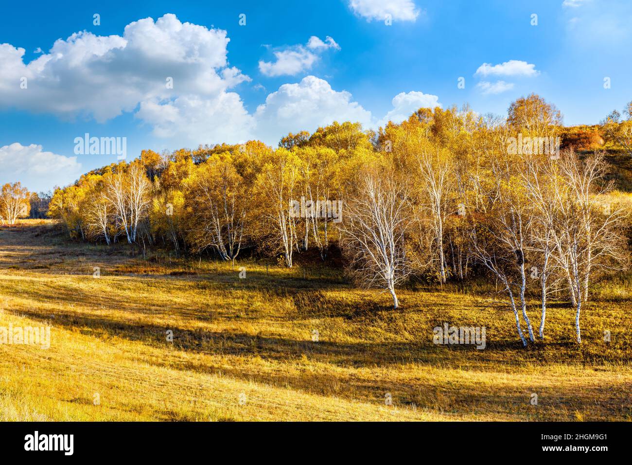Beautiful birch tree landscape in autumn.Autumn tree and leaves Stock ...