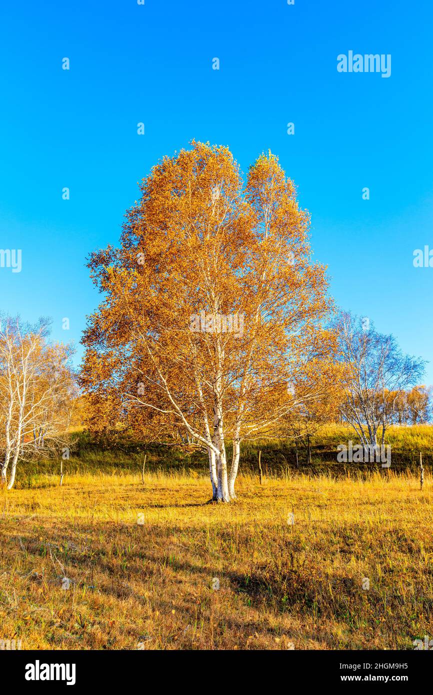 Beautiful birch tree landscape in autumn.Autumn tree and leaves Stock ...