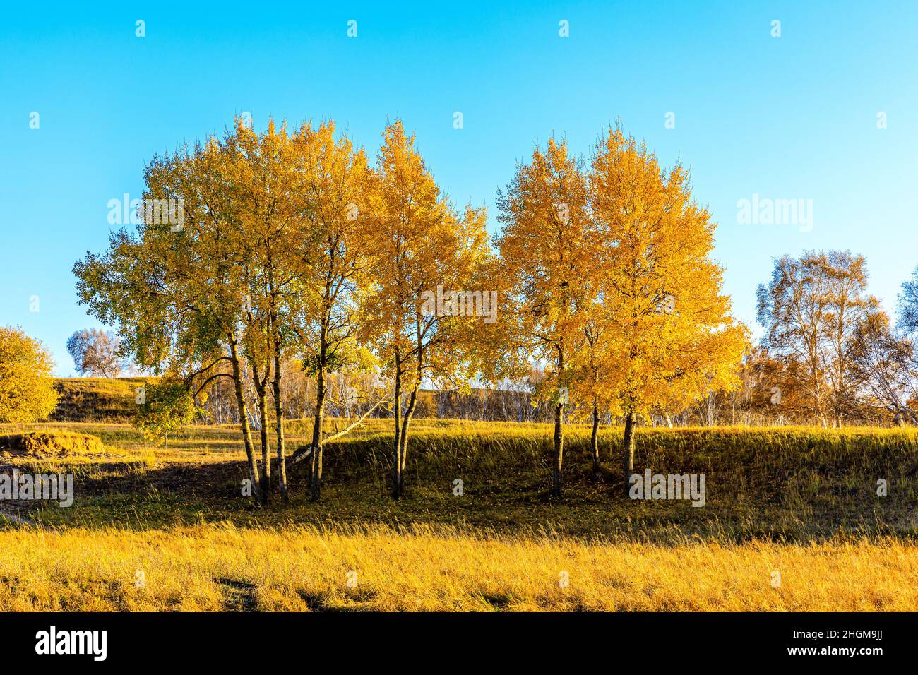 Beautiful birch tree landscape in autumn.Autumn tree and leaves Stock ...