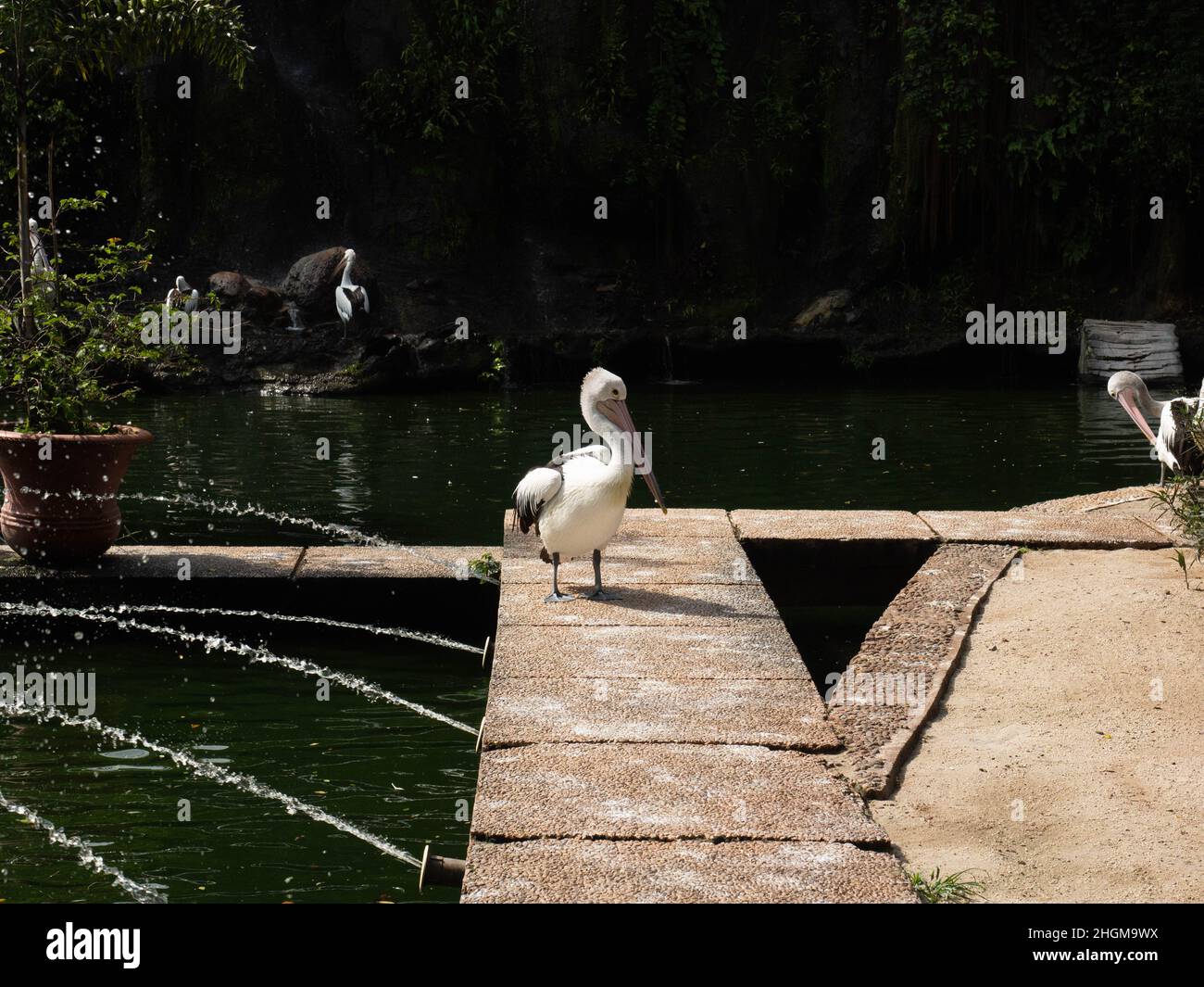 Picture of pelican on a zoo pond at the afternoon Stock Photo - Alamy