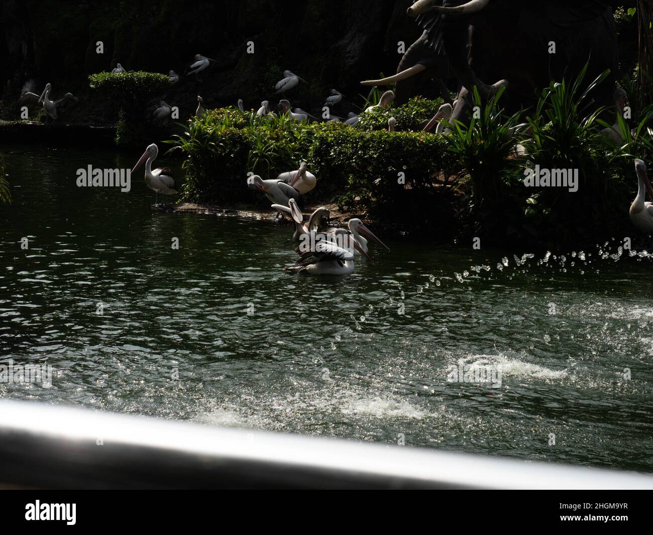 Picture of pelican on a zoo pond at the afternoon Stock Photo - Alamy