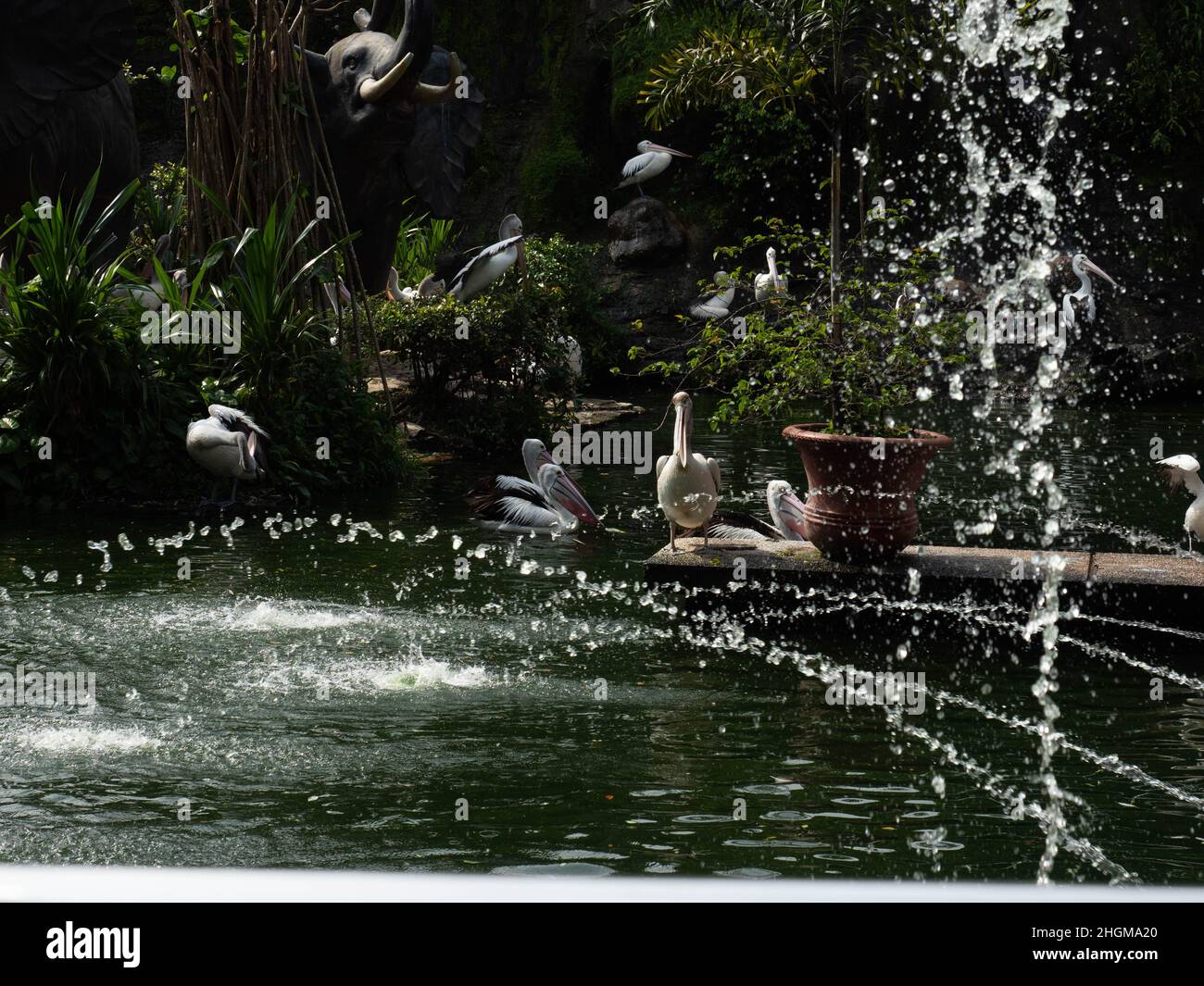 Picture of pelican on a zoo pond at the afternoon Stock Photo - Alamy