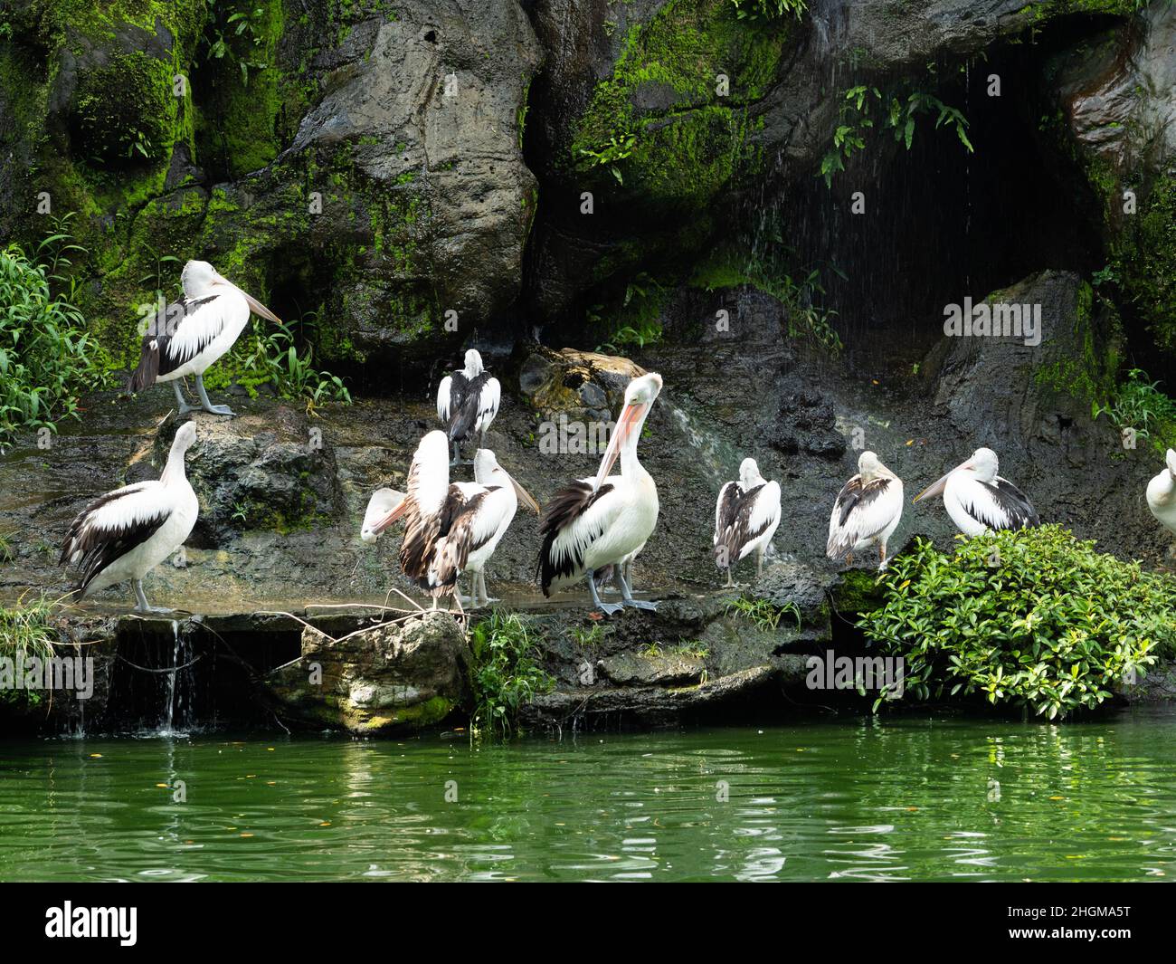 Picture of pelican on a zoo pond at the afternoon Stock Photo - Alamy